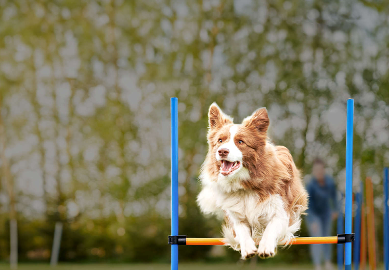 Activity Farm Eukanuba Nz